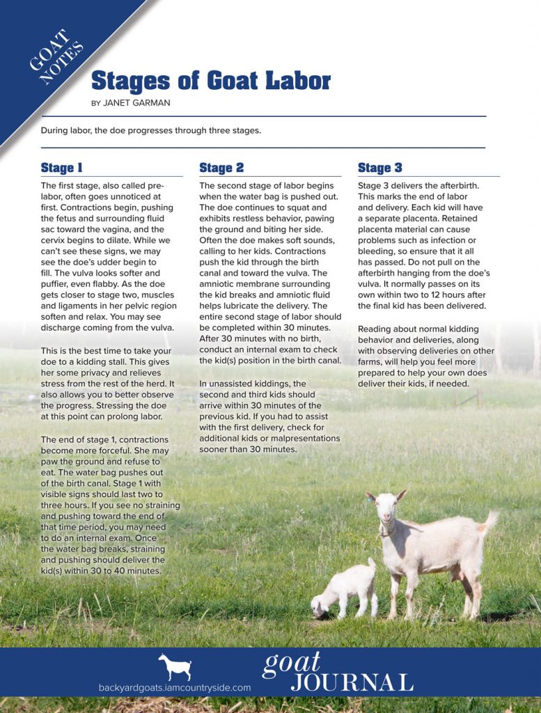 Stages of Goat Labor - Goat Journal